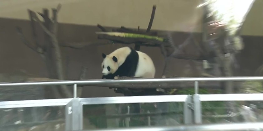 Visitors Bid Farewell To 4 Giant Pandas In Western Japan Myanmar